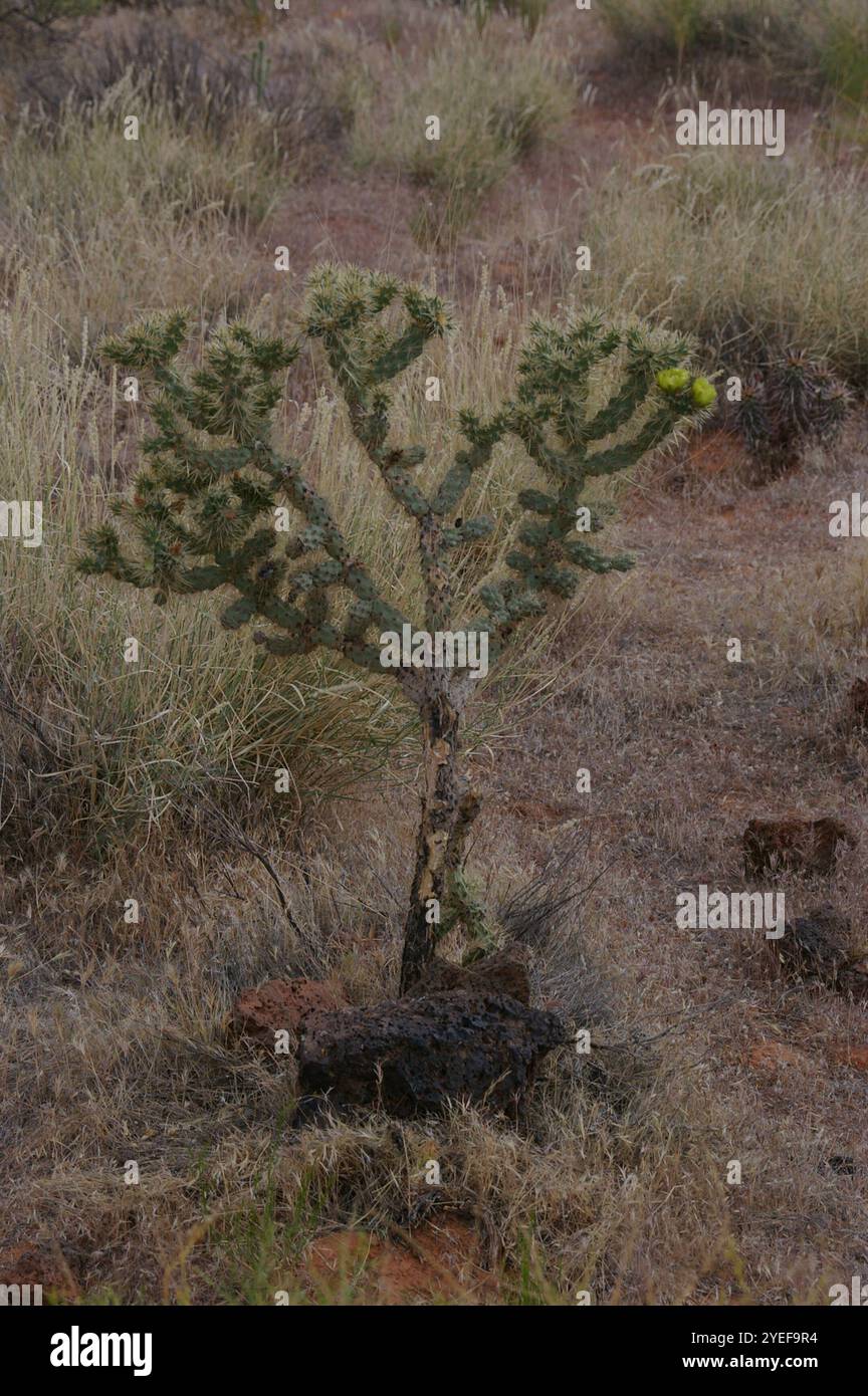 Whipple Cholla (Cylindropuntia whipplei Stock Photo - Alamy