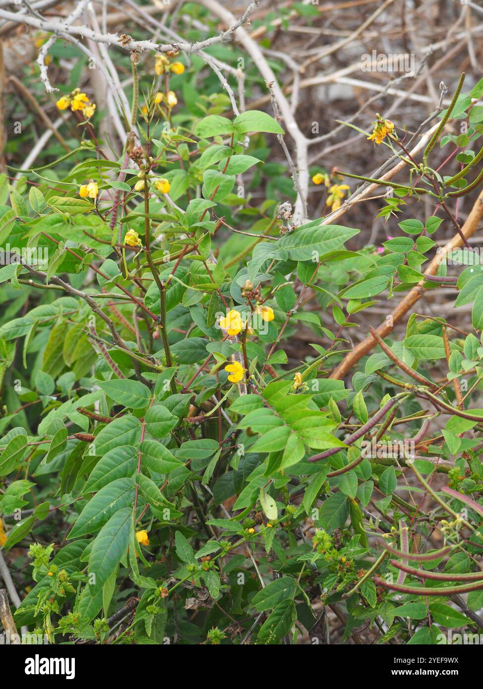 Coffee Senna (Senna occidentalis Stock Photo - Alamy