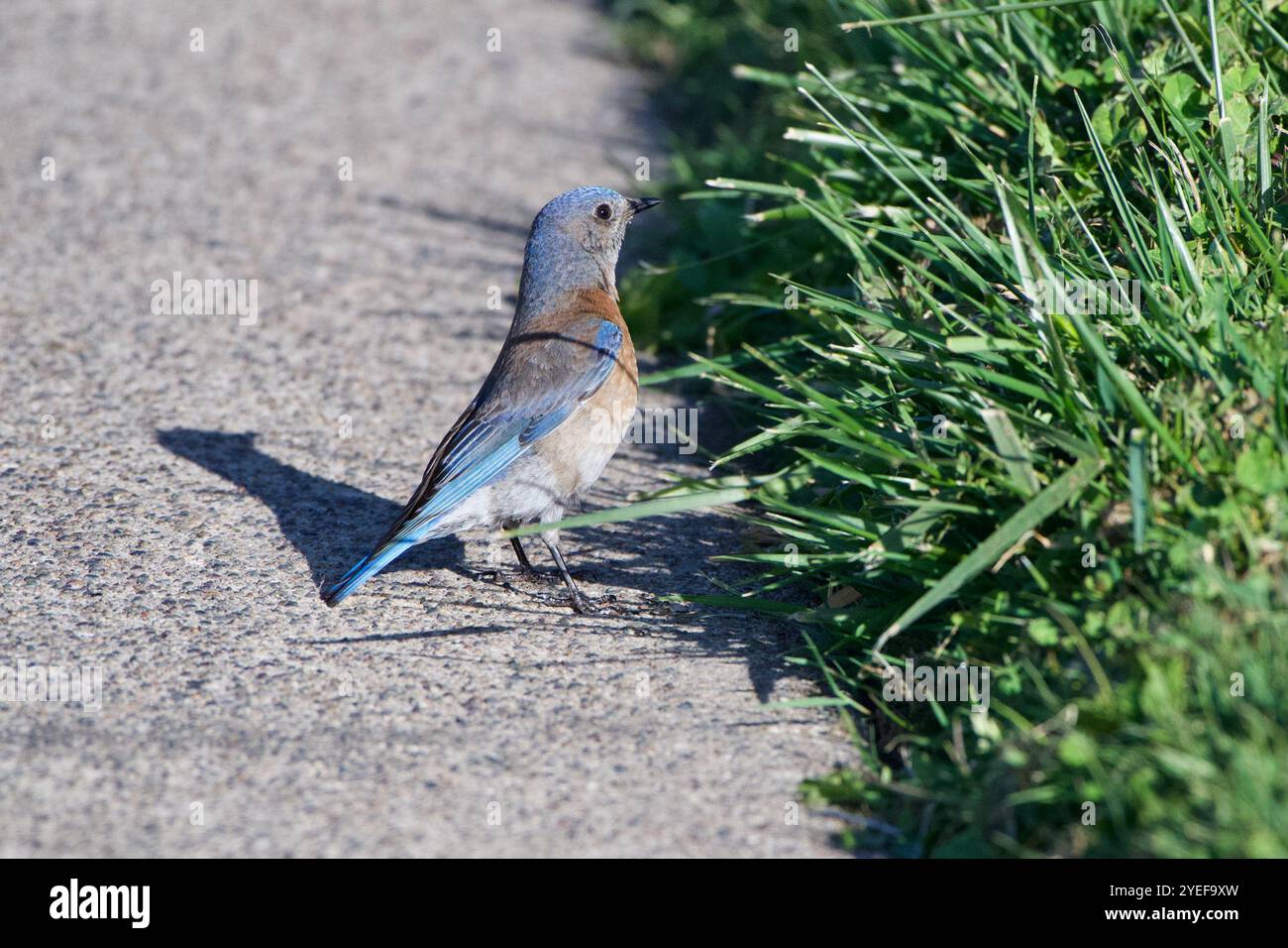 Western Bluebird (Sialia mexicana Stock Photo - Alamy