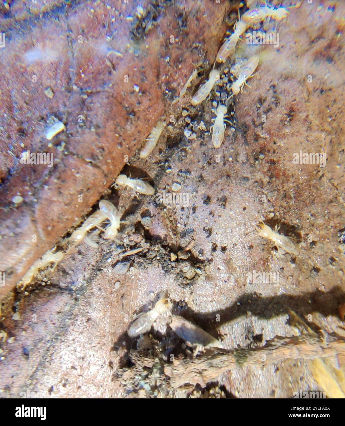 Western Subterranean Termite (Reticulitermes hesperus Stock Photo - Alamy