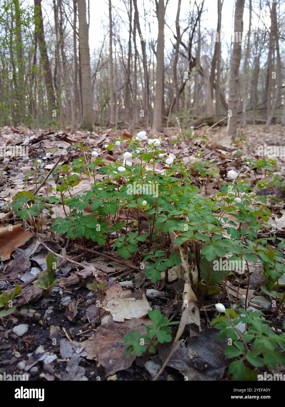 false rue anemone (Enemion biternatum Stock Photo - Alamy