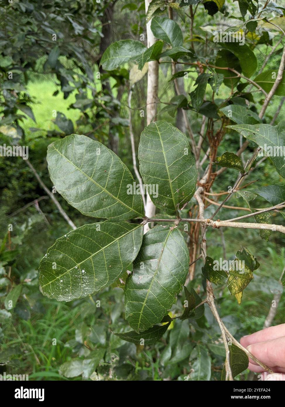 White Tamarind (Elattostachys xylocarpa Stock Photo - Alamy