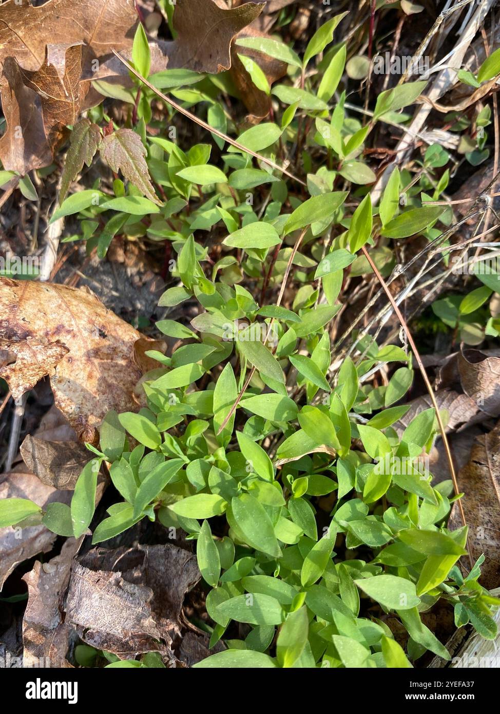 Japanese stiltgrass (Microstegium vimineum Stock Photo - Alamy