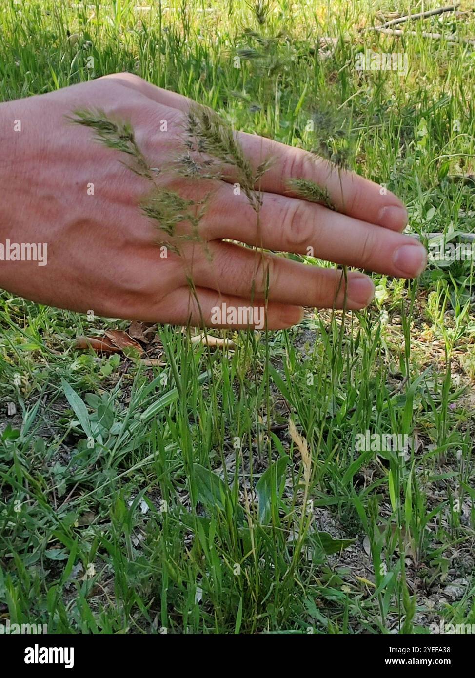 Bulbous Bluegrass (Poa bulbosa Stock Photo - Alamy