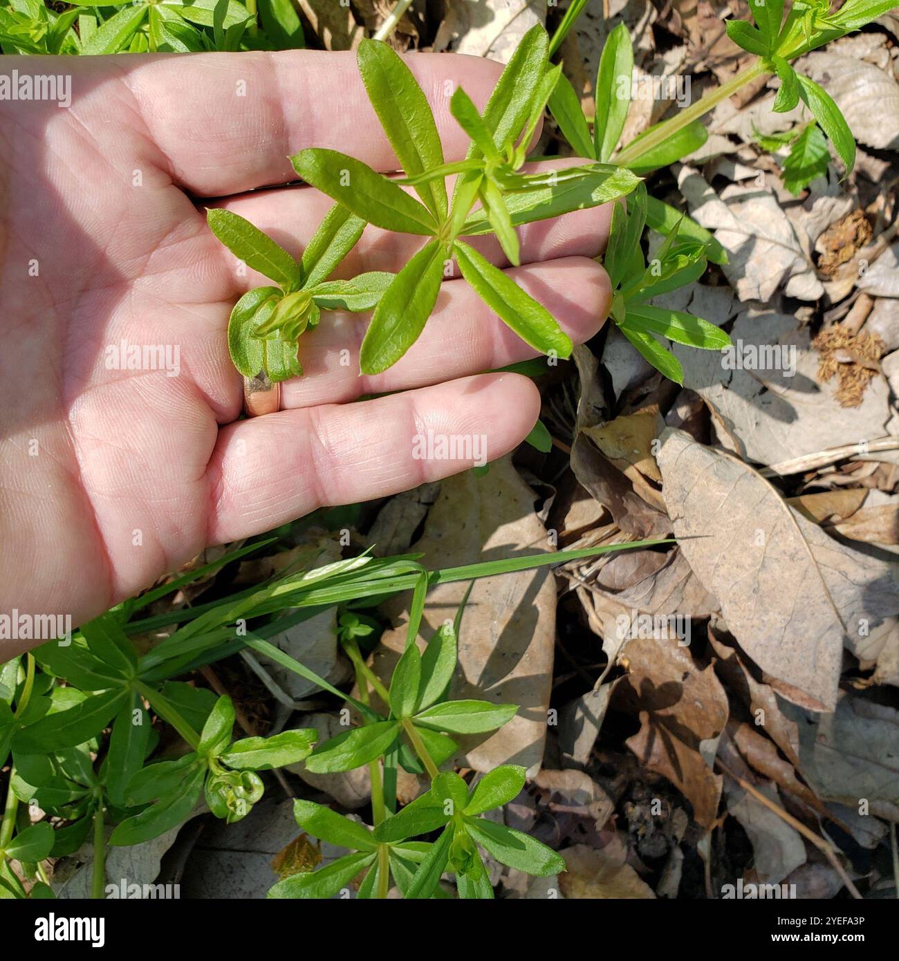 fragrant bedstraw (Galium triflorum Stock Photo - Alamy