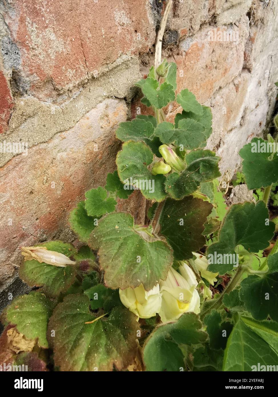 Trailing Snapdragon (Asarina procumbens Stock Photo - Alamy