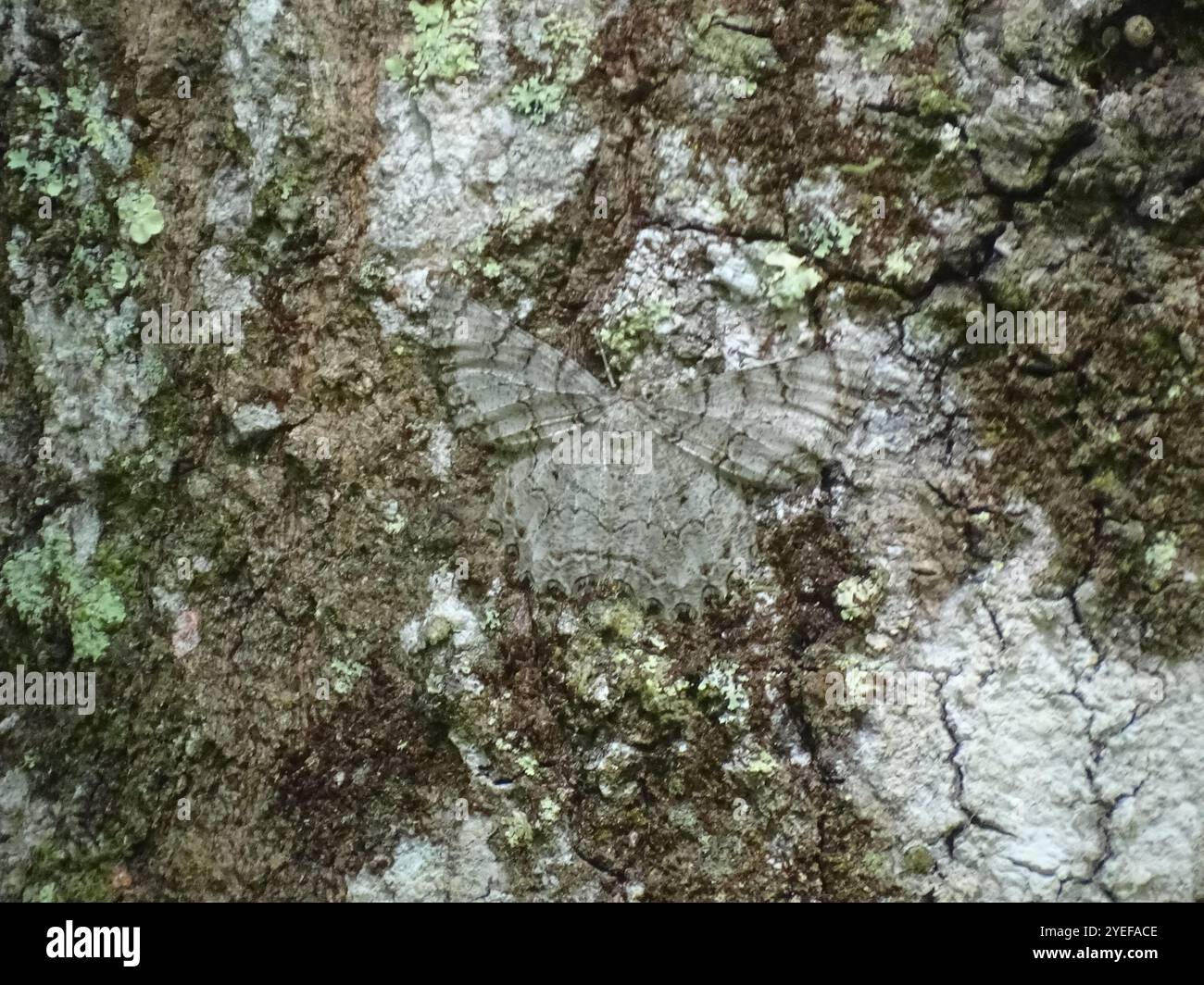 Tulip-tree Beauty (Epimecis hortaria Stock Photo - Alamy