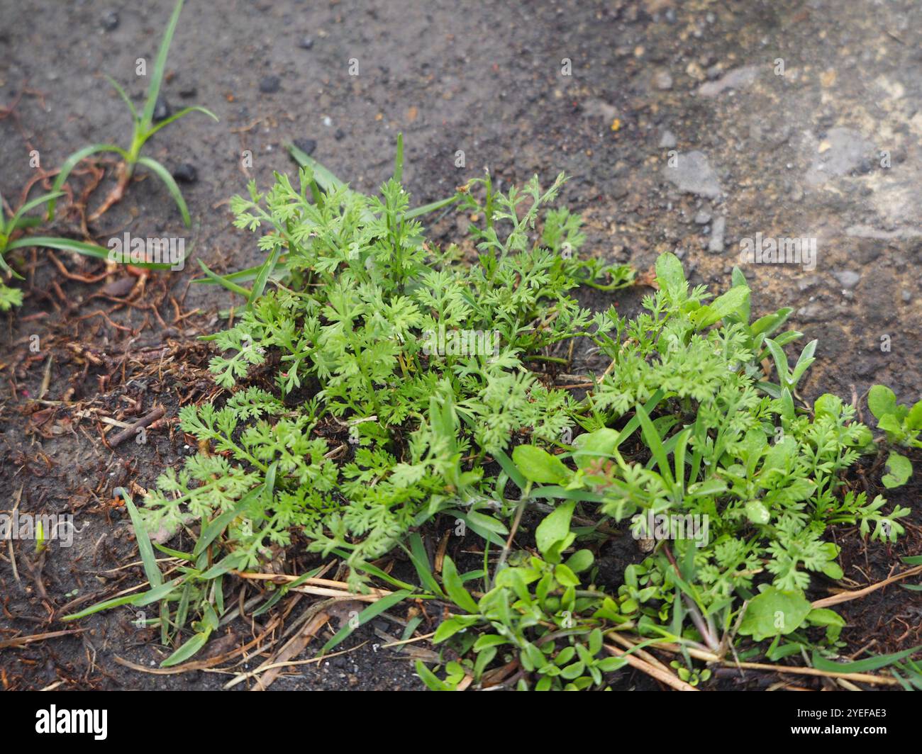 Button Burweed (Soliva anthemifolia Stock Photo - Alamy