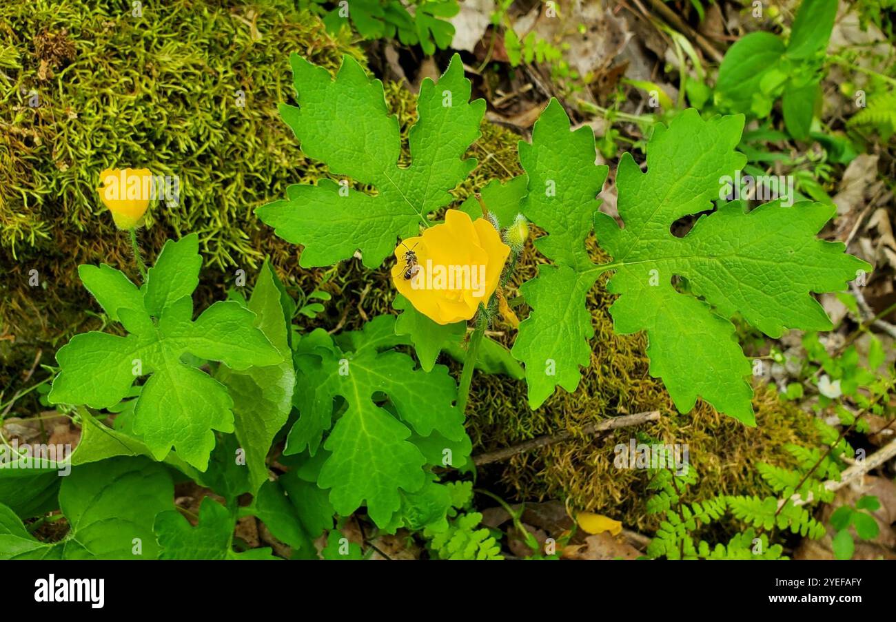 Celandine Poppy (Stylophorum diphyllum Stock Photo - Alamy
