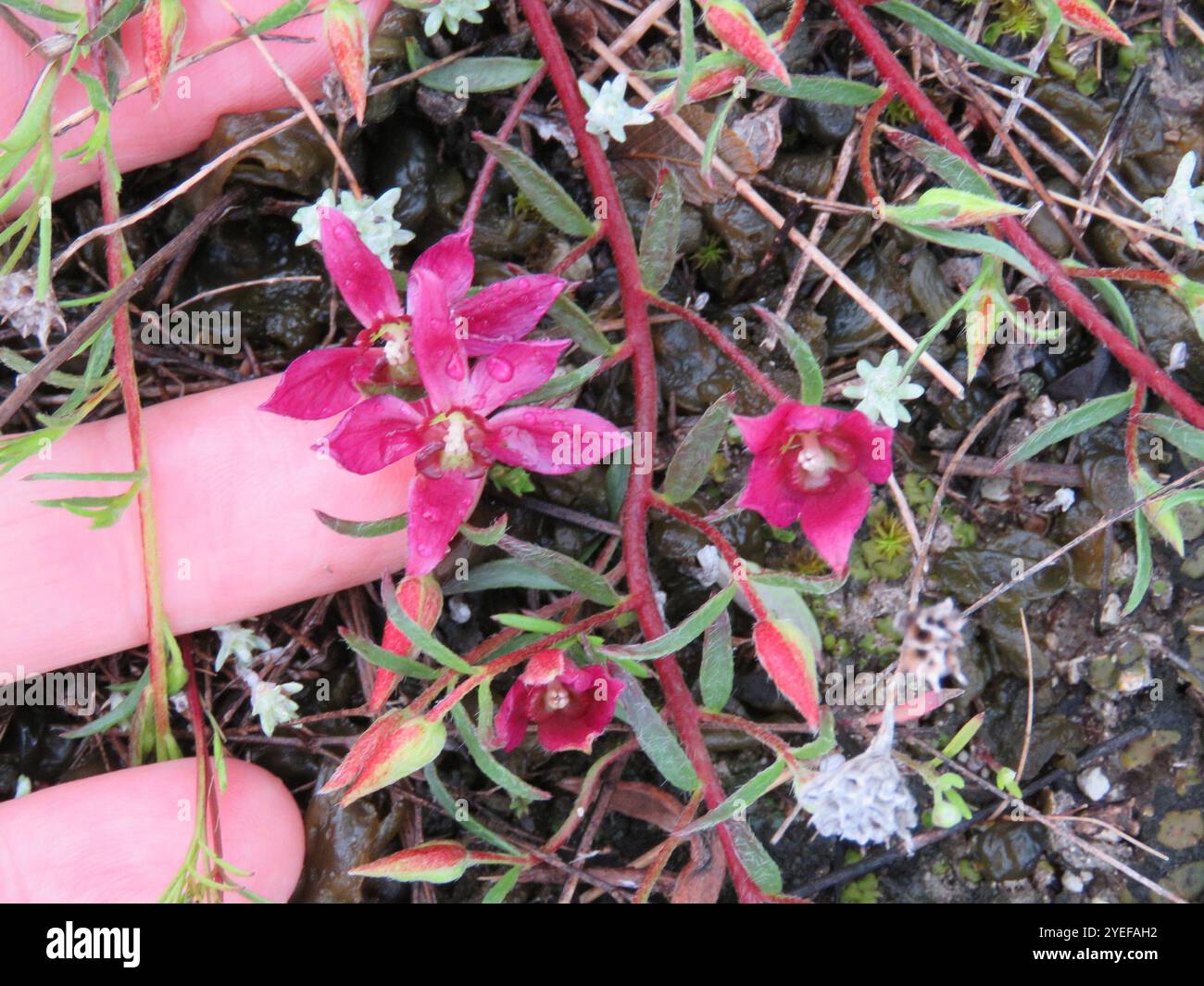 Krameria lanceolata hi-res stock photography and images - Alamy