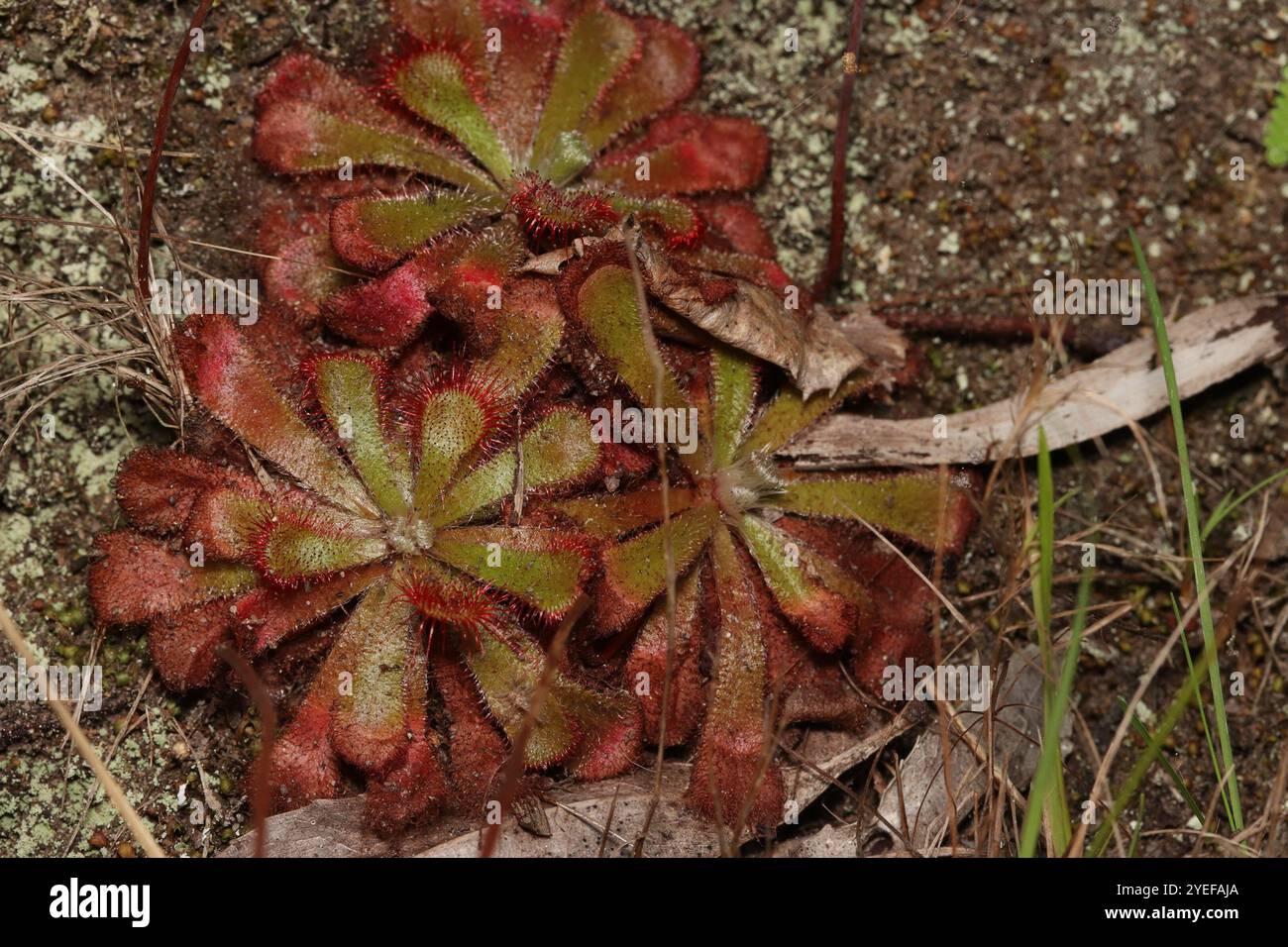 Alice Sundew (Drosera aliciae Stock Photo - Alamy