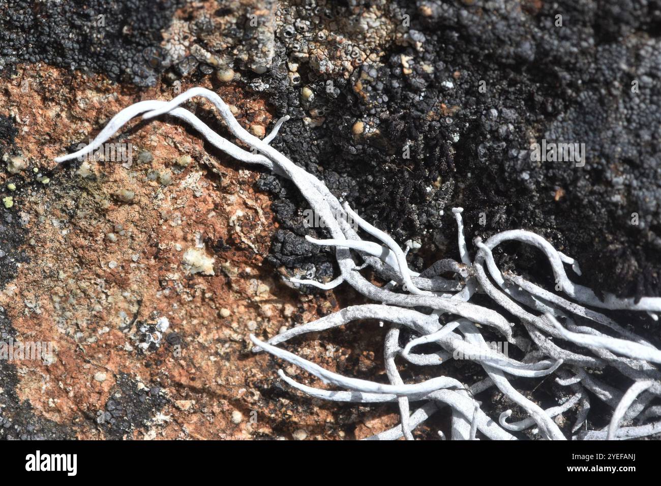 Whiteworm Lichen (Thamnolia vermicularis Stock Photo - Alamy