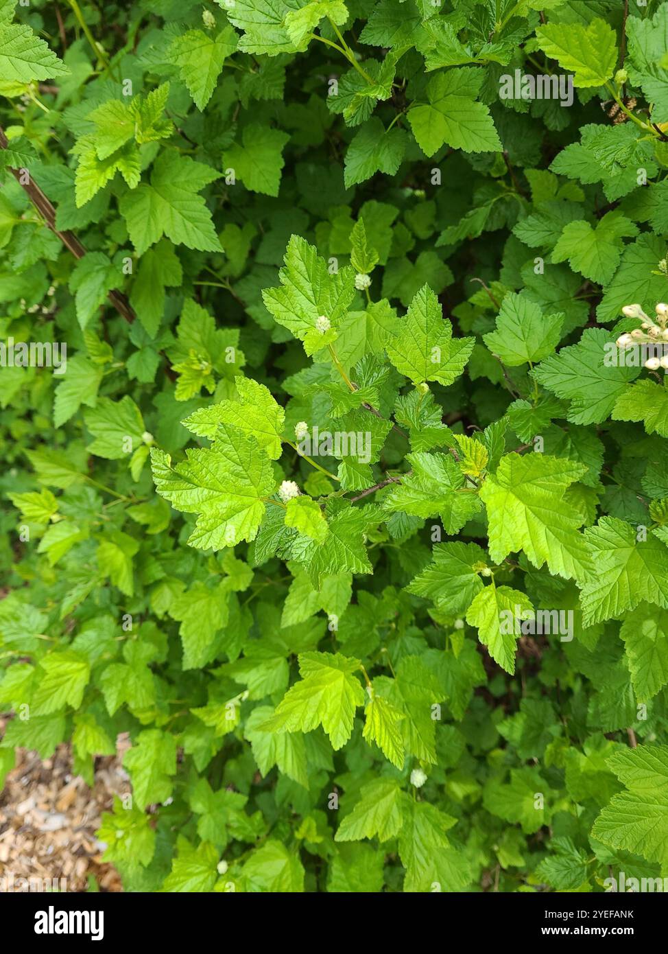 Pacific ninebark (Physocarpus capitatus Stock Photo - Alamy