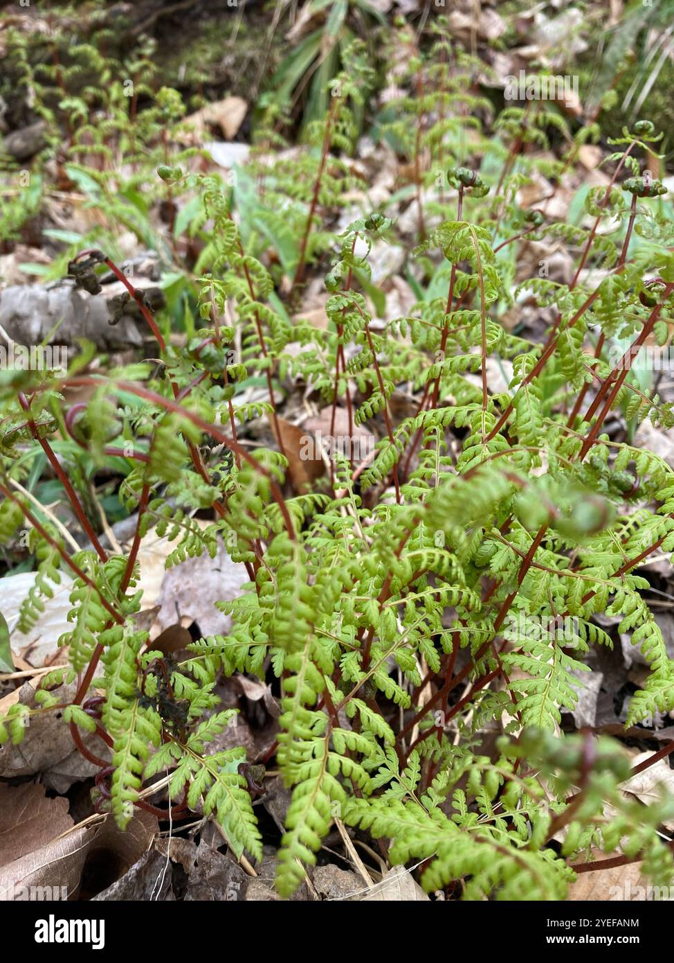 bulblet fern (Cystopteris bulbifera Stock Photo - Alamy
