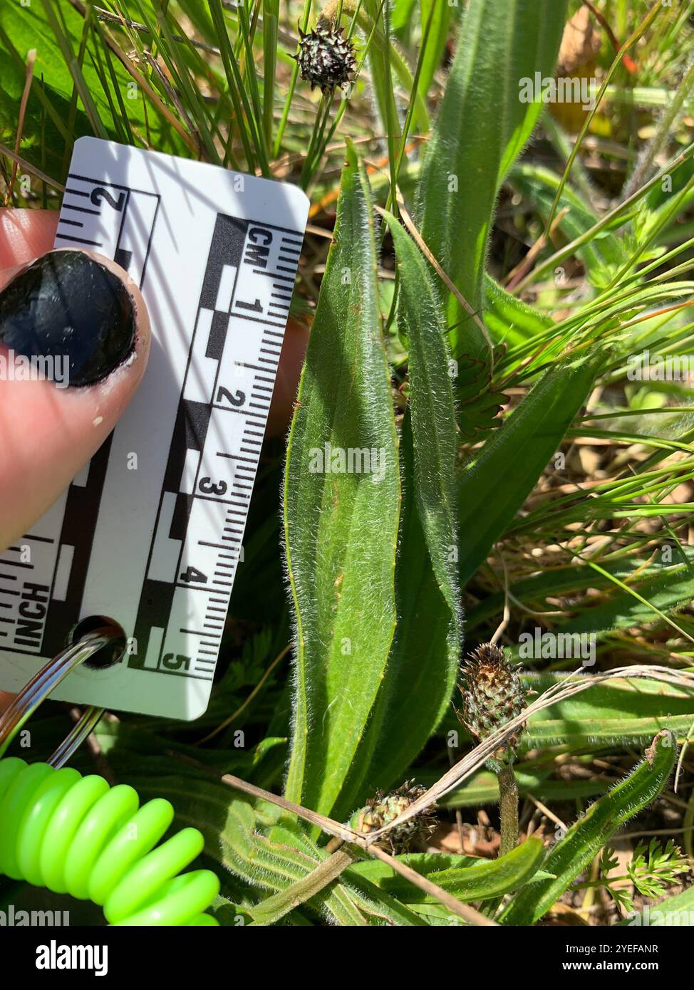 ribwort plantain (Plantago lanceolata Stock Photo - Alamy