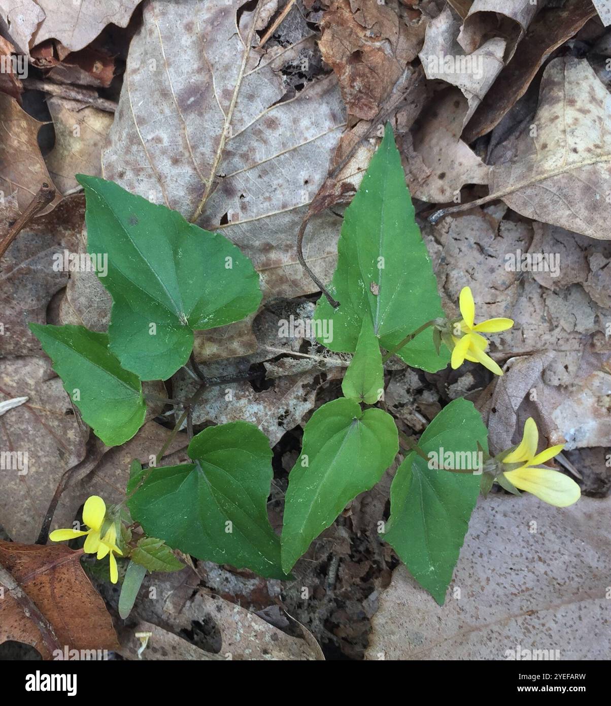 Halberd-leaved violet (Viola hastata Stock Photo - Alamy