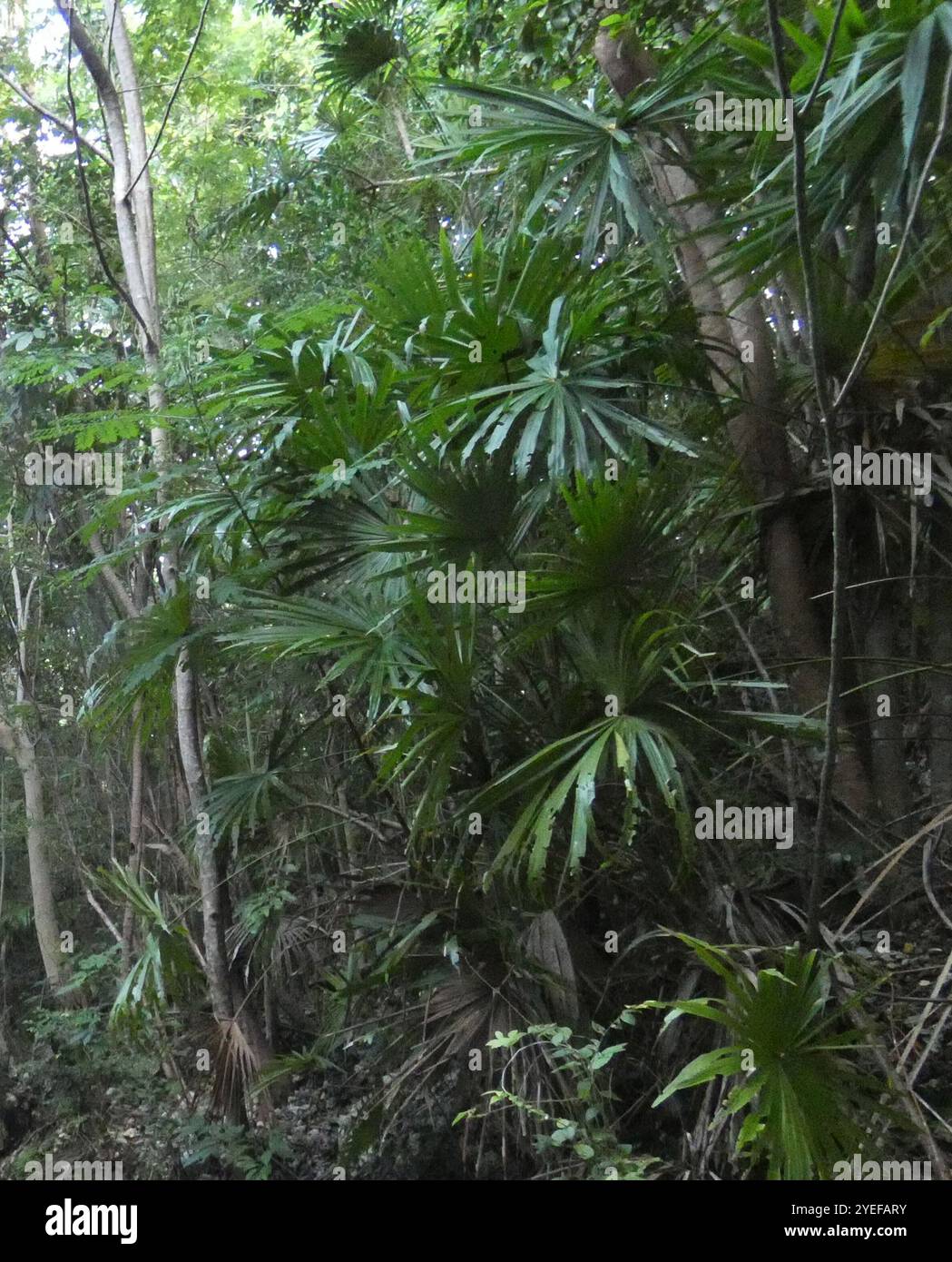 toquilla palm (Carludovica palmata Stock Photo - Alamy