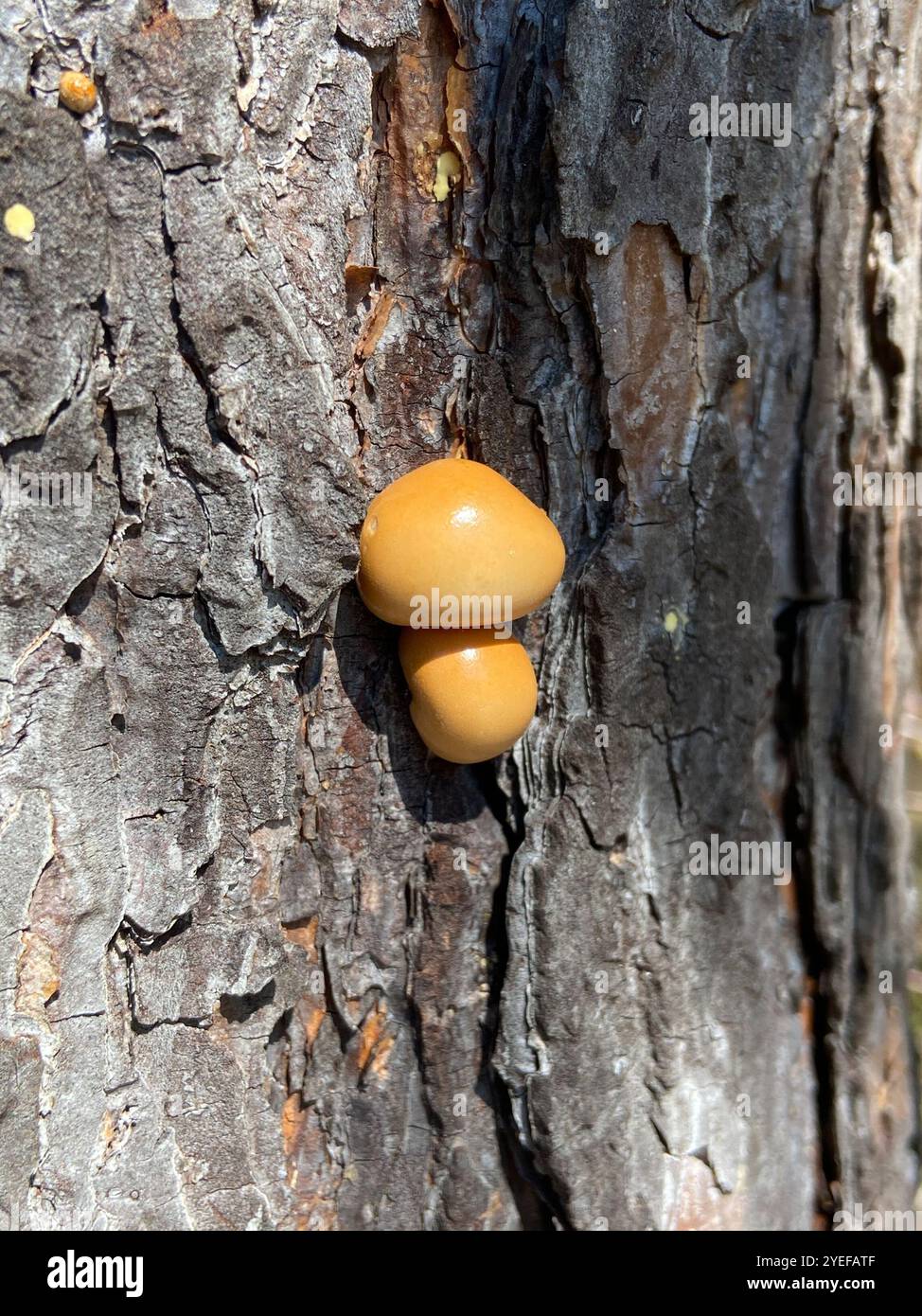 Cryptoporus hi-res stock photography and images - Alamy