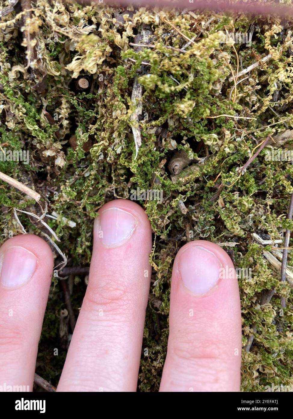 Thyme and Allied Mosses (Plagiomnium Stock Photo - Alamy