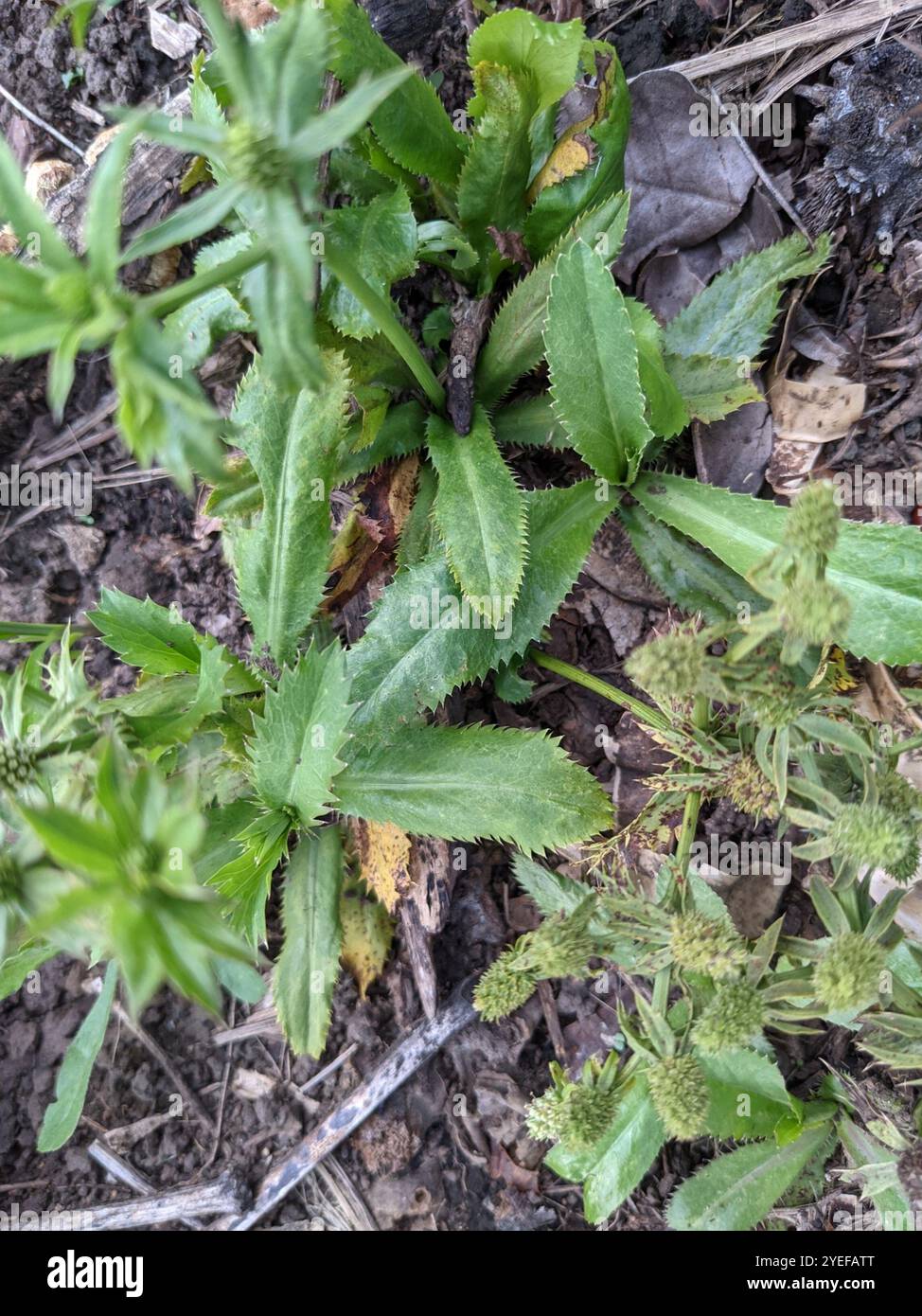 Mexican Culantro (Eryngium foetidum Stock Photo - Alamy