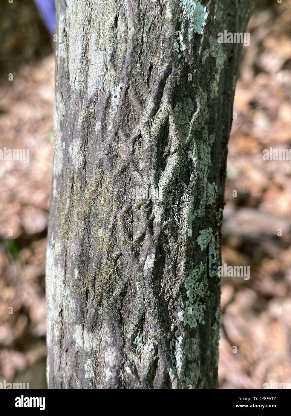 Bigleaf Snowbell (Styrax grandifolius Stock Photo - Alamy