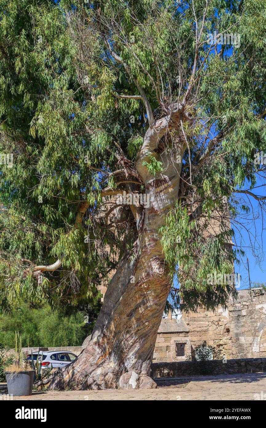 A grand tree of significance rises in a sunlit courtyard, surrounded by ...