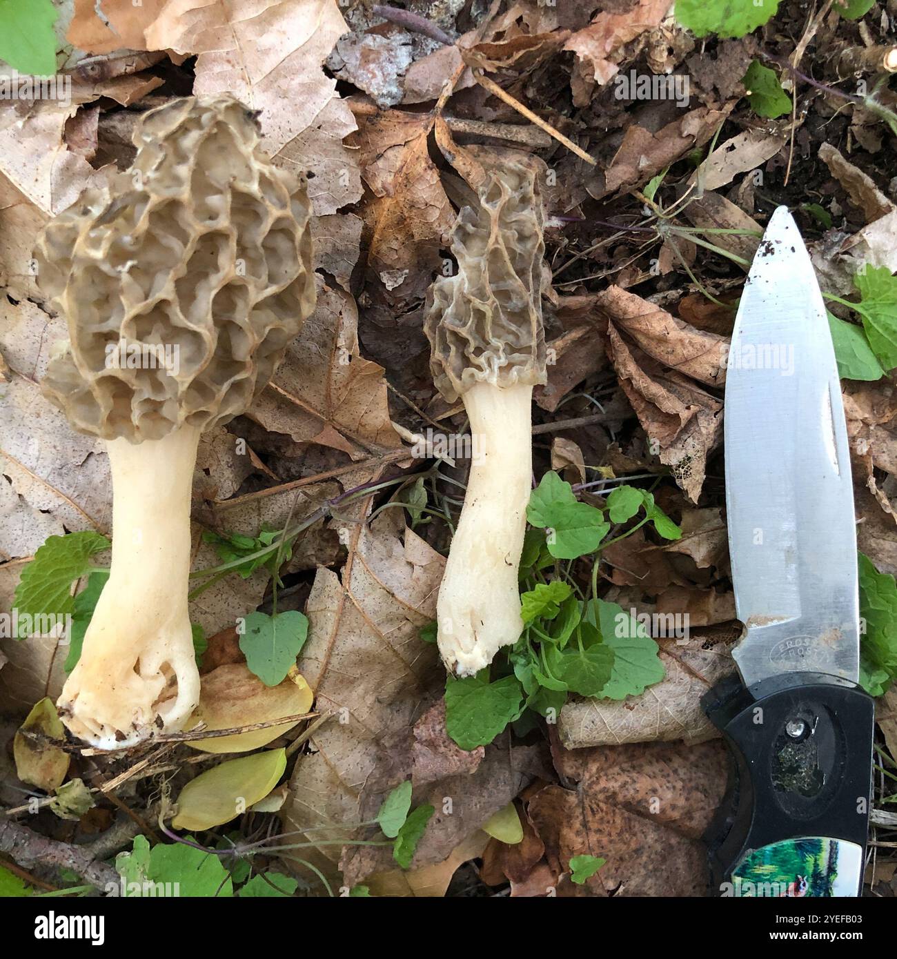 white morel (Morchella americana Stock Photo - Alamy