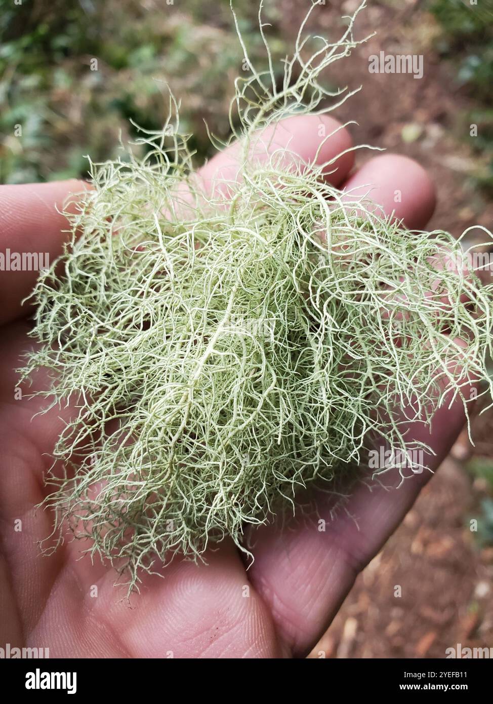 beard lichens (Usnea Stock Photo - Alamy