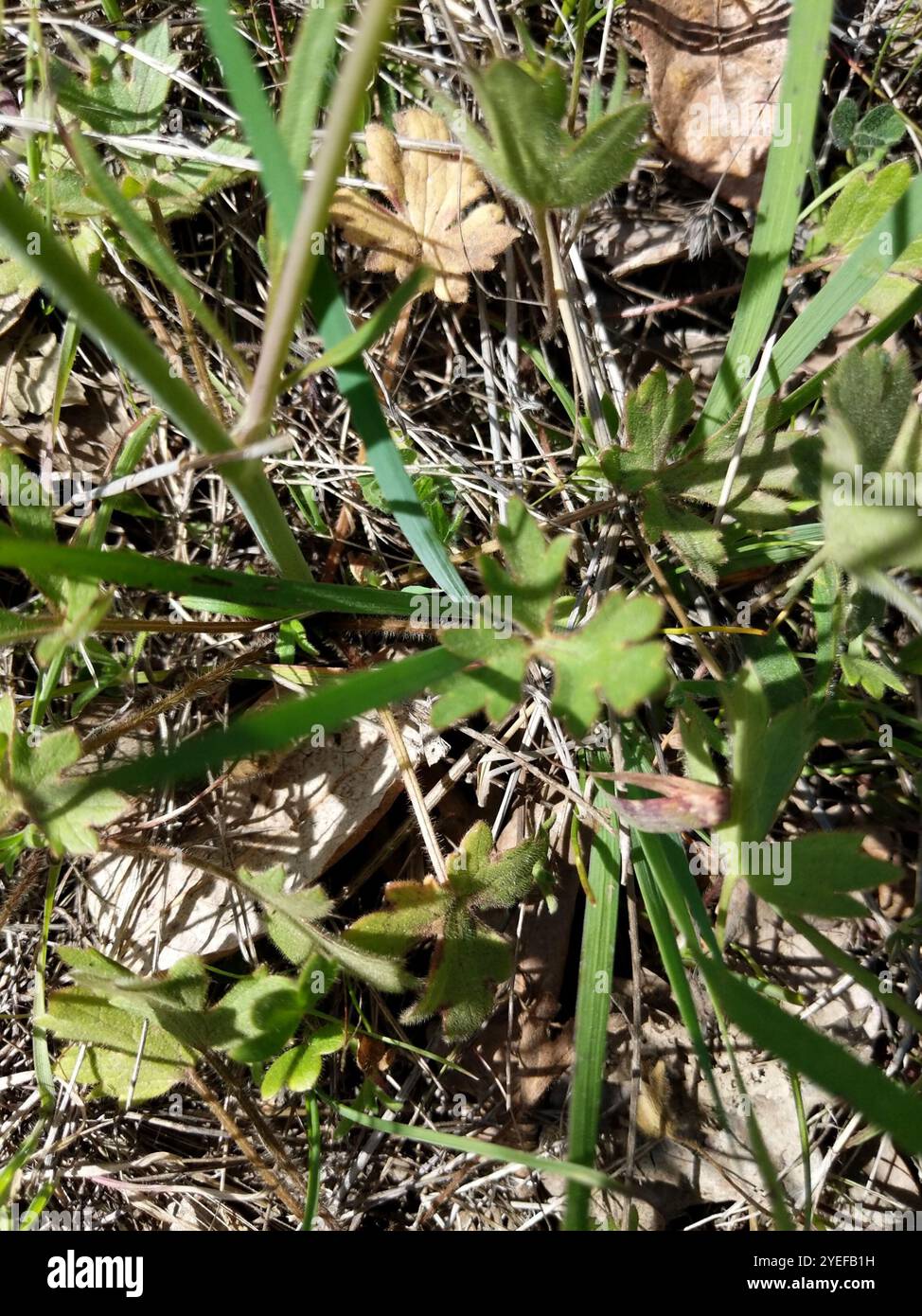 Western Buttercup (Ranunculus occidentalis Stock Photo - Alamy