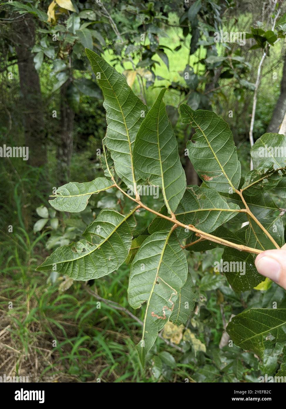 White Tamarind (Elattostachys xylocarpa Stock Photo - Alamy