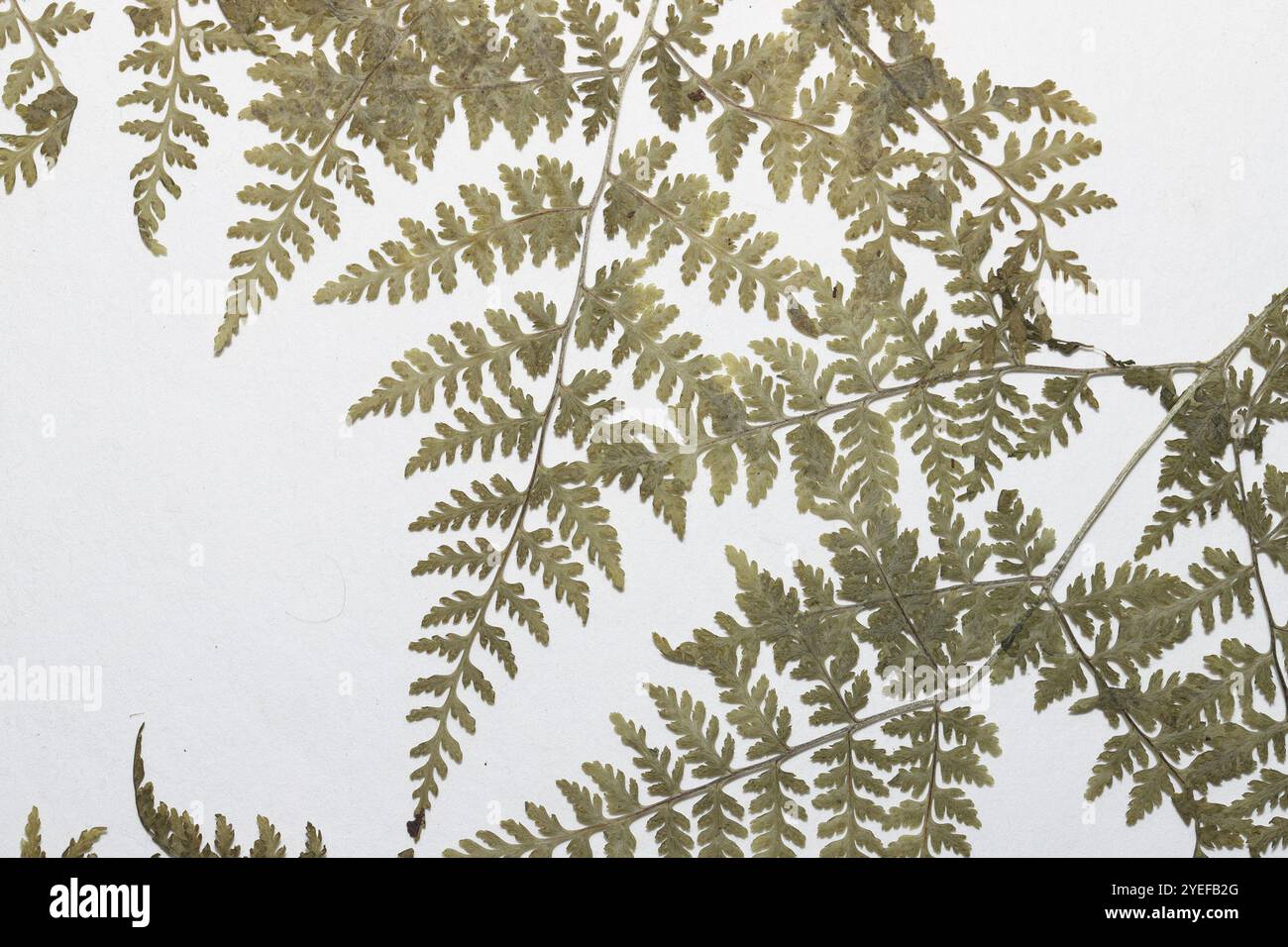 Cystopteris montana fern hi-res stock photography and images - Alamy