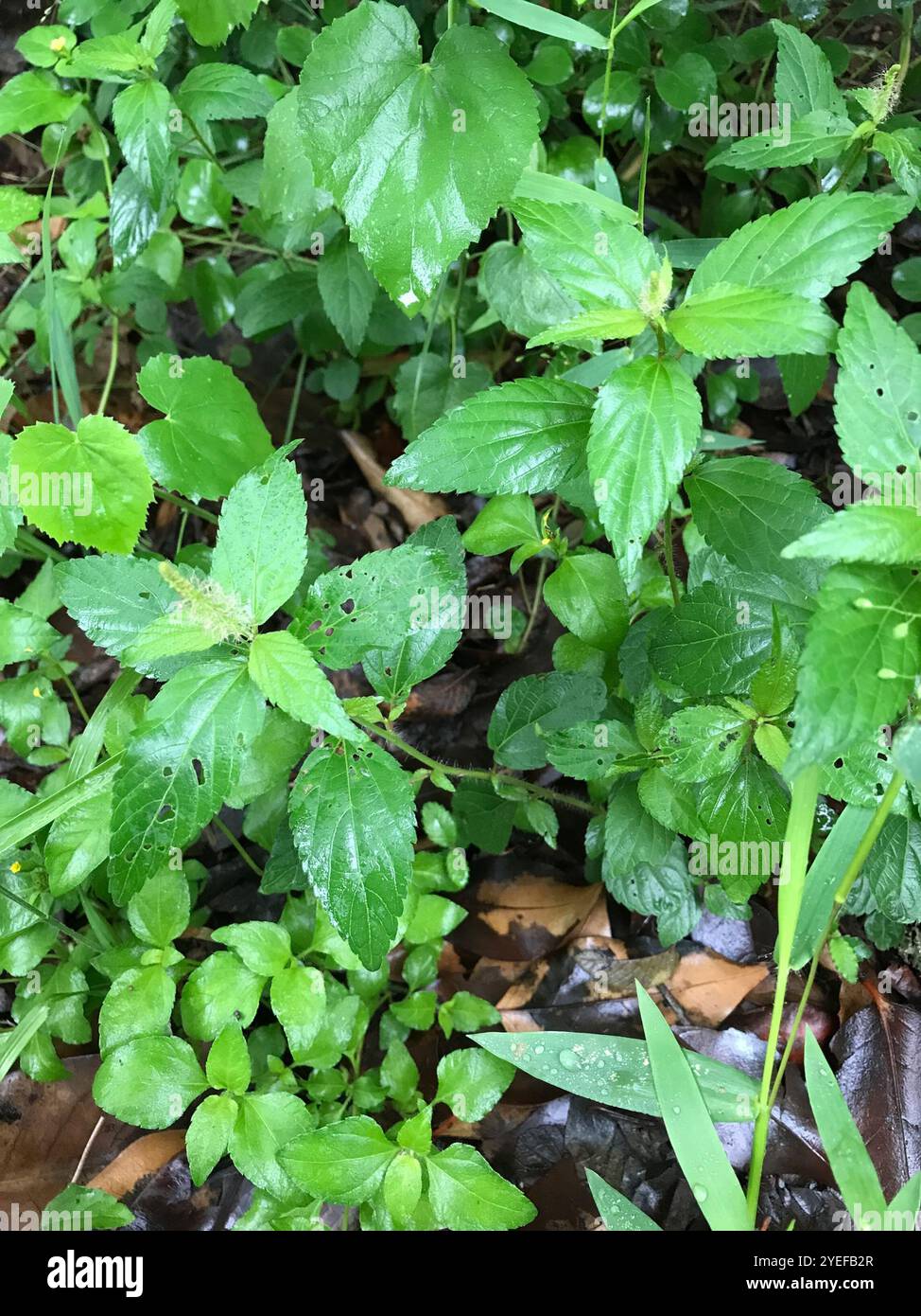shrubby copperleaf (Acalypha phleoides Stock Photo - Alamy
