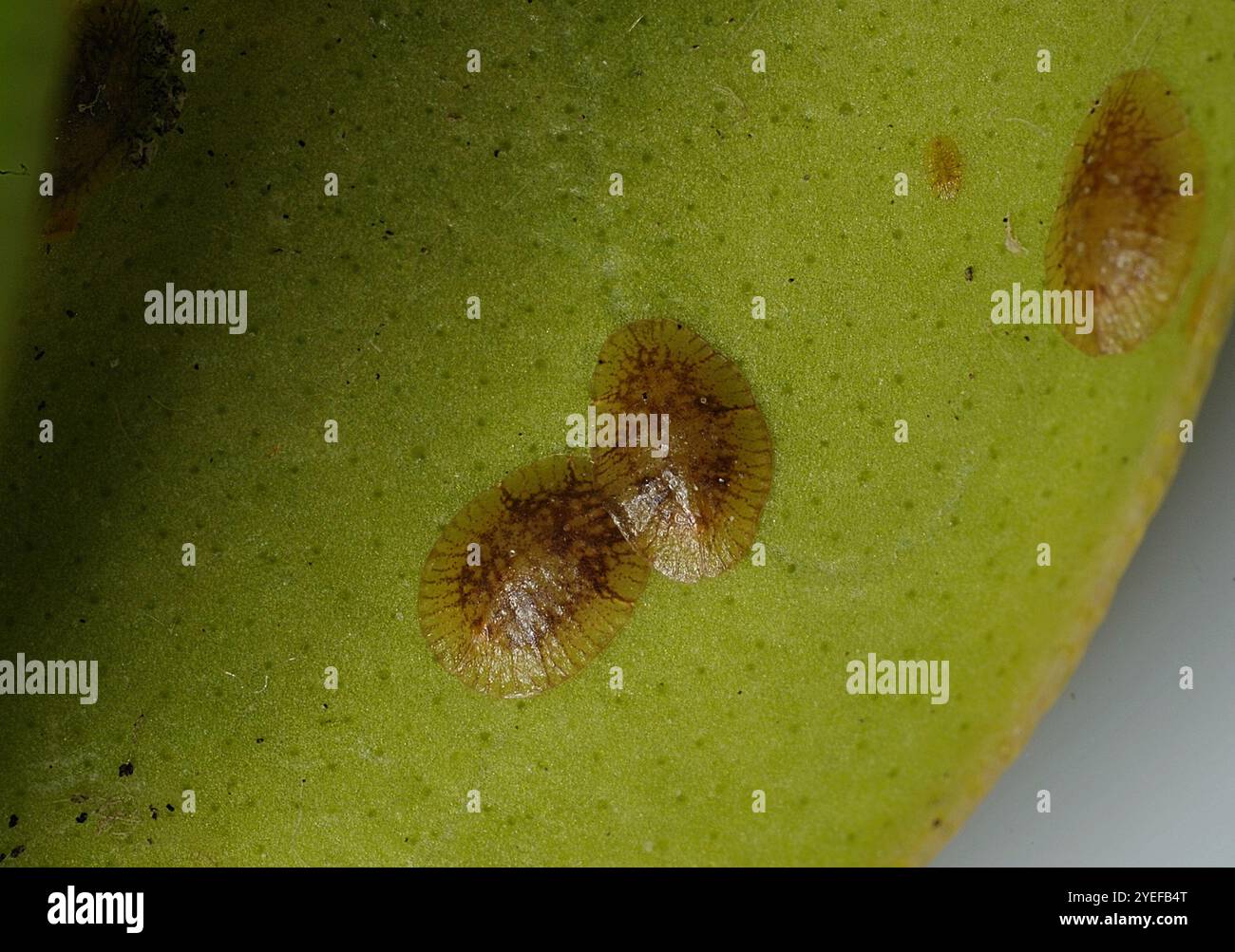 Brown Soft Scale (Coccus hesperidum Stock Photo - Alamy