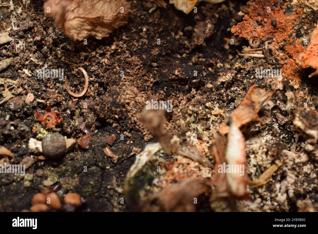 Shelf Fungus Beetles (Ciidae Stock Photo - Alamy