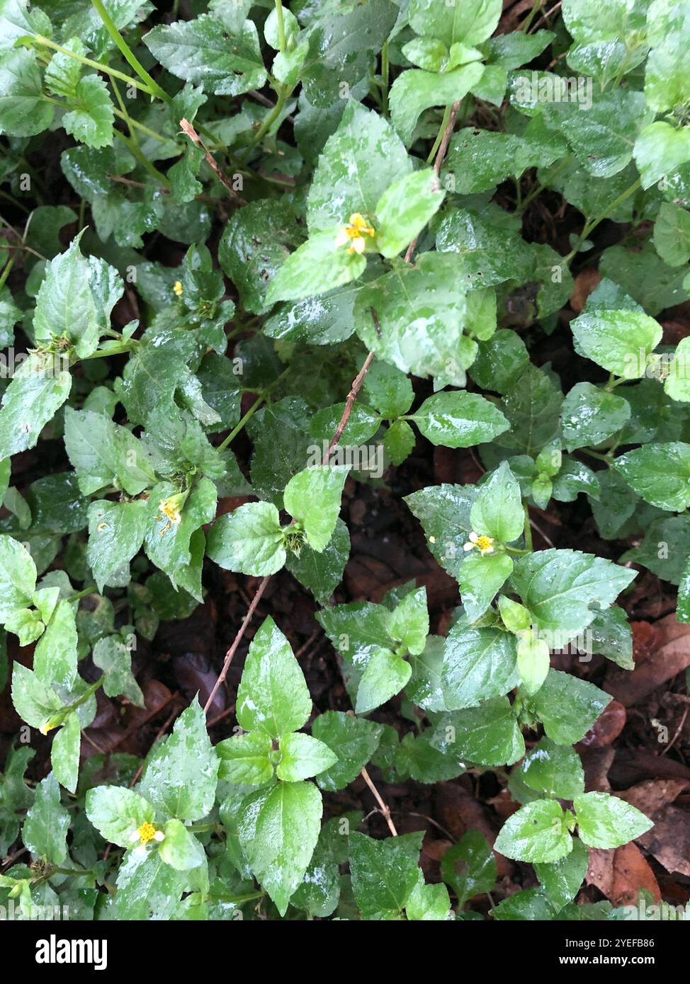 straggler daisy (Calyptocarpus vialis Stock Photo - Alamy