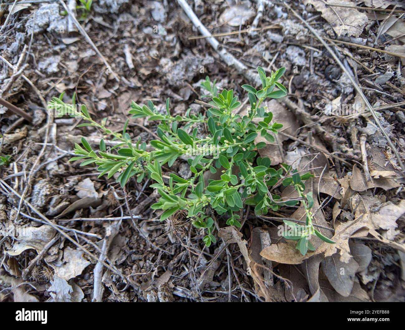 Smartweed Leafflower (Phyllanthus polygonoides Stock Photo - Alamy