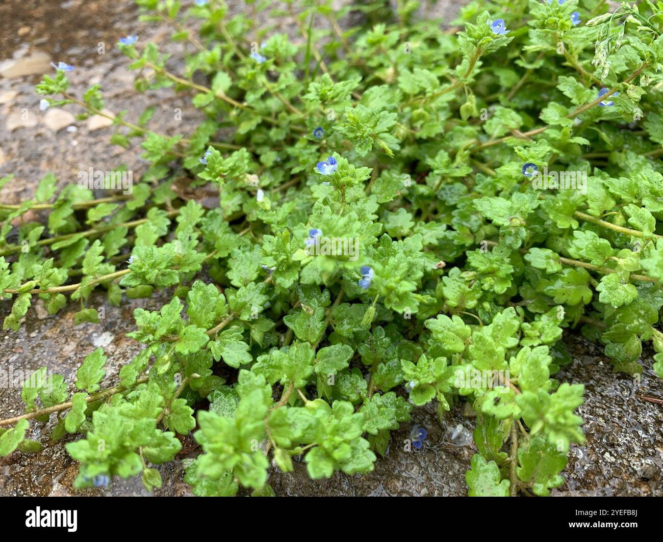 bird's-eye speedwell (Veronica persica Stock Photo - Alamy