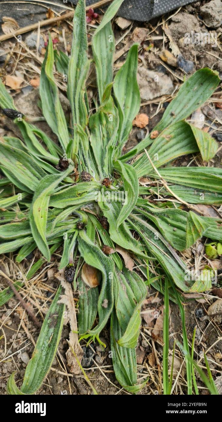 ribwort plantain (Plantago lanceolata Stock Photo - Alamy