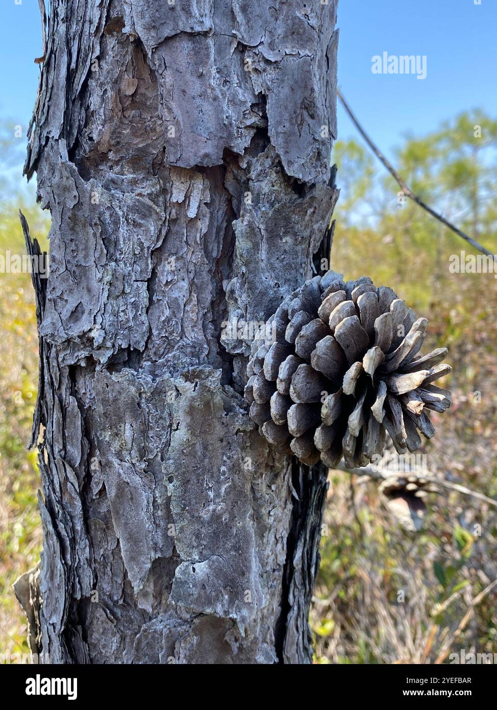 pond pine (Pinus serotina Stock Photo - Alamy