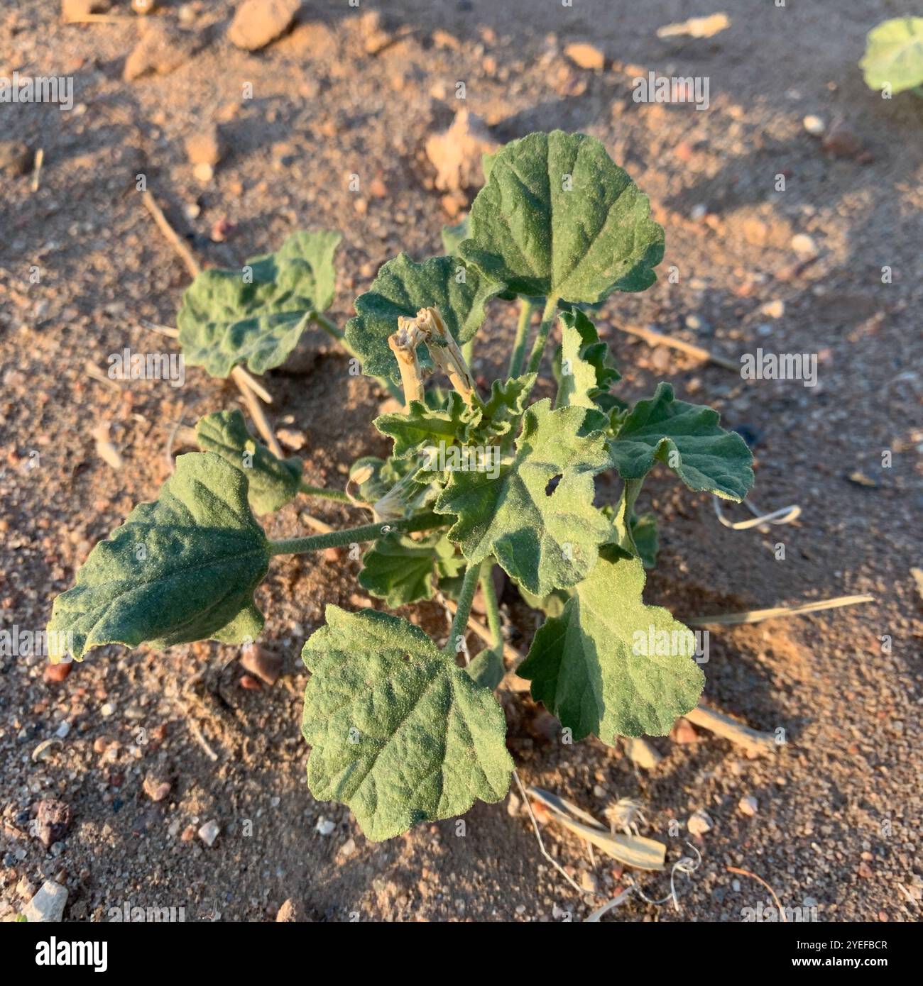alkali mallow (Malvella leprosa Stock Photo - Alamy