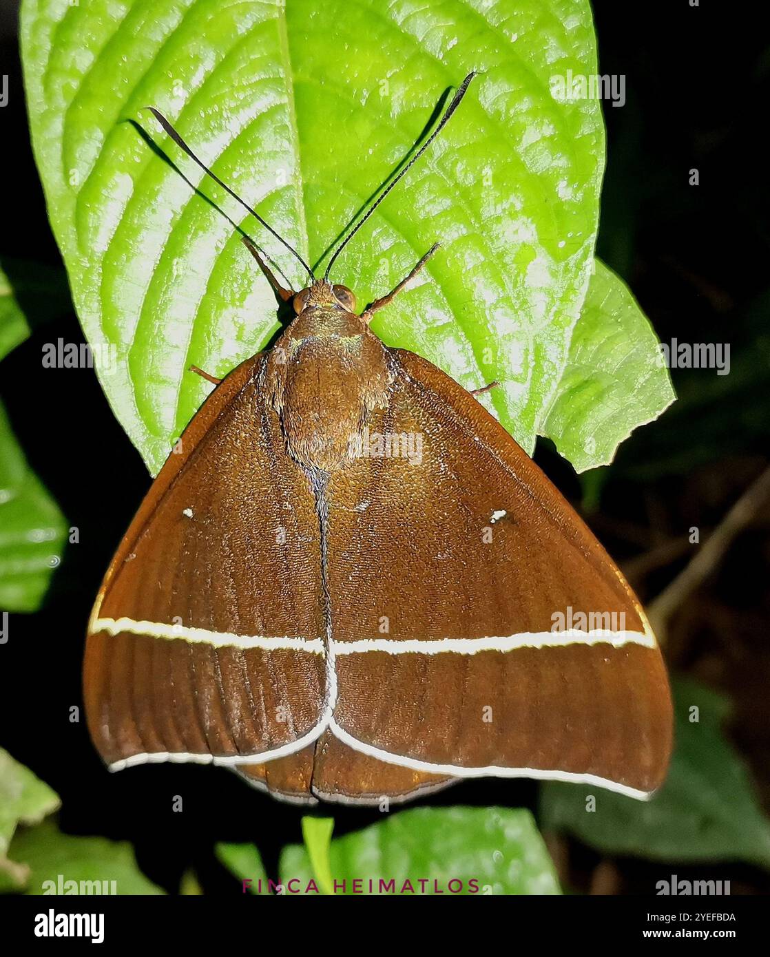 Amauta hi-res stock photography and images - Alamy