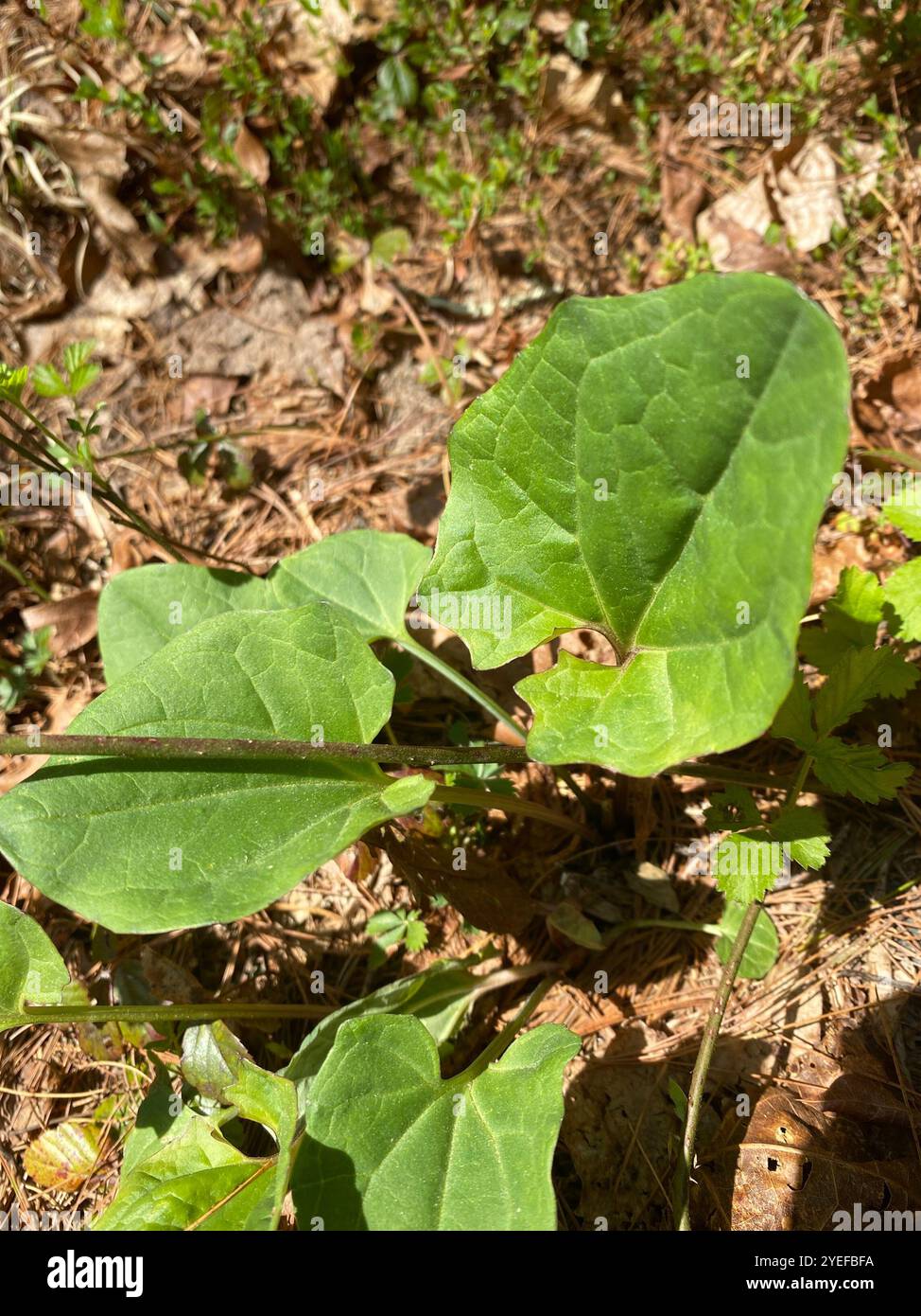 pale Indian plantain (Arnoglossum atriplicifolium Stock Photo - Alamy