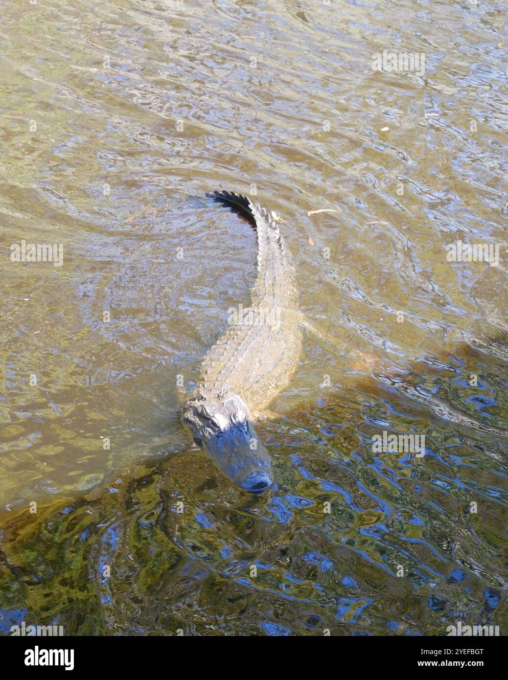 Louisiana Bayou Country, USA Stock Photo - Alamy