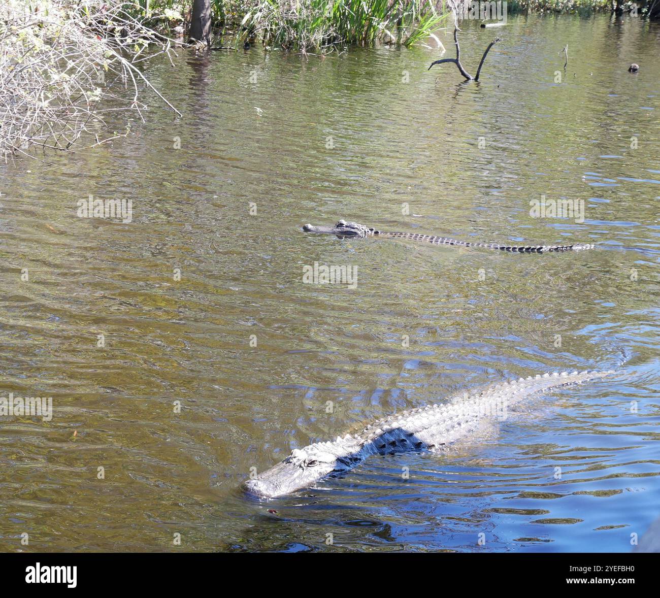 Louisiana Bayou Country, USA Stock Photo - Alamy
