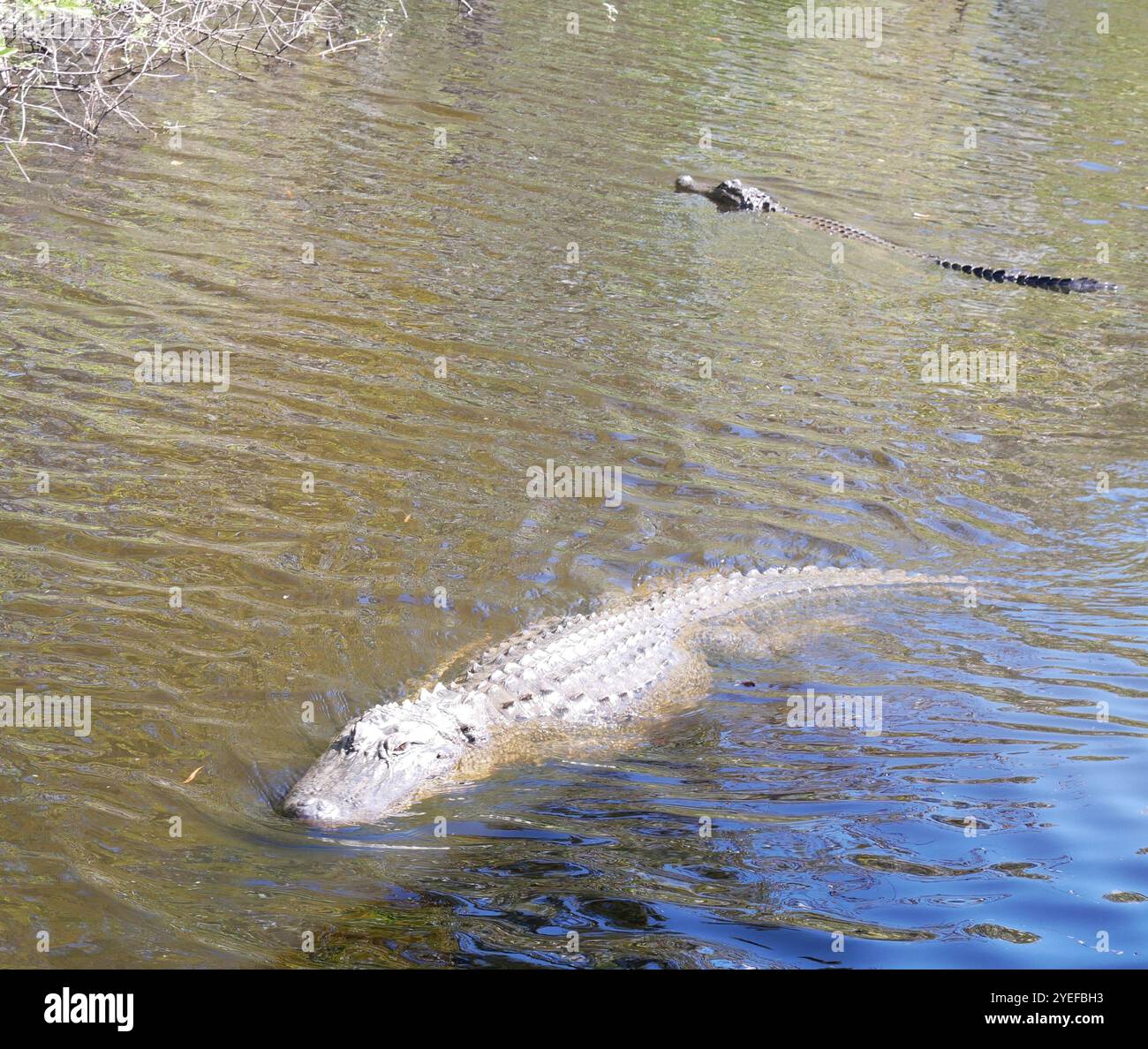 Louisianas bayou country hi-res stock photography and images - Alamy