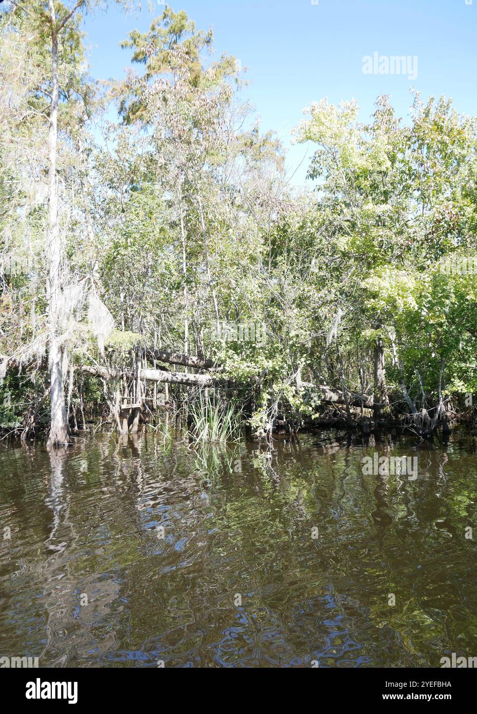 Louisianas bayou country hi-res stock photography and images - Alamy