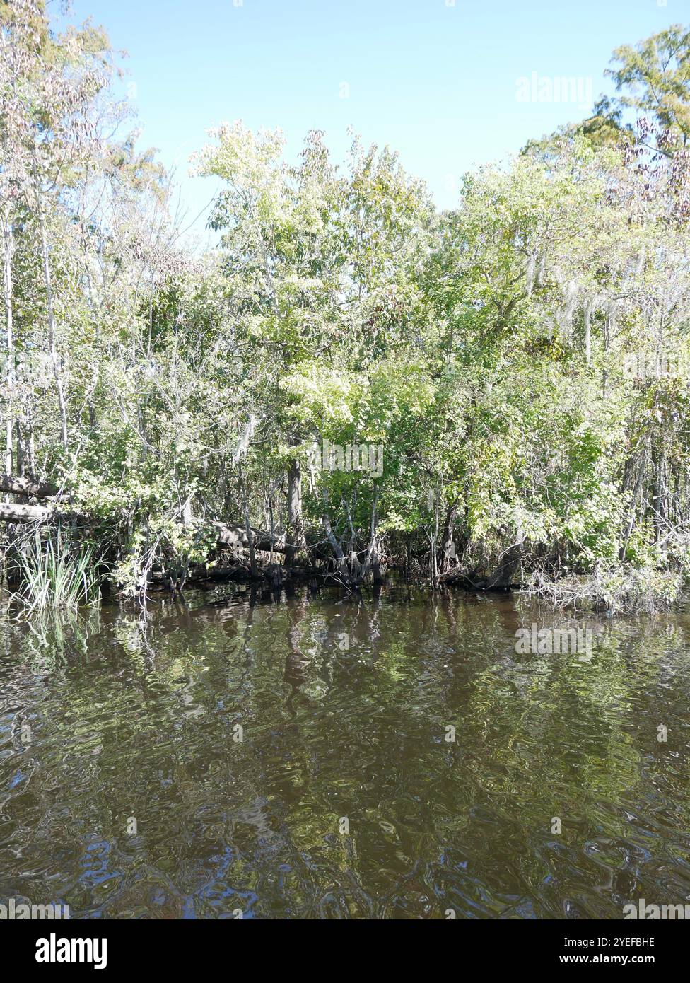 Bayou country hi-res stock photography and images - Alamy