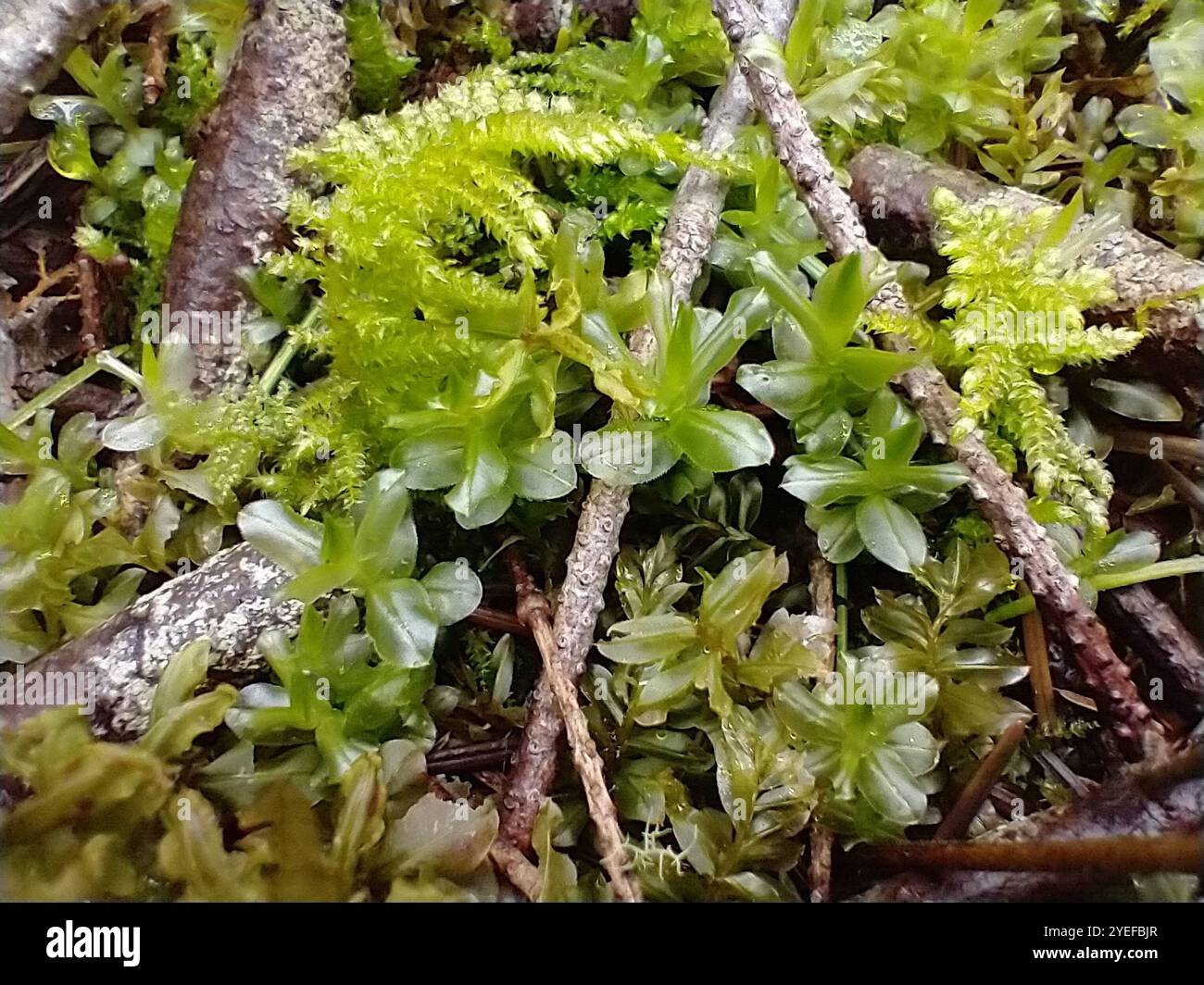 Badge Moss (Plagiomnium insigne Stock Photo - Alamy