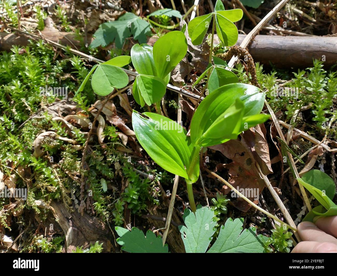 white twisted-stalk (Streptopus amplexifolius Stock Photo - Alamy