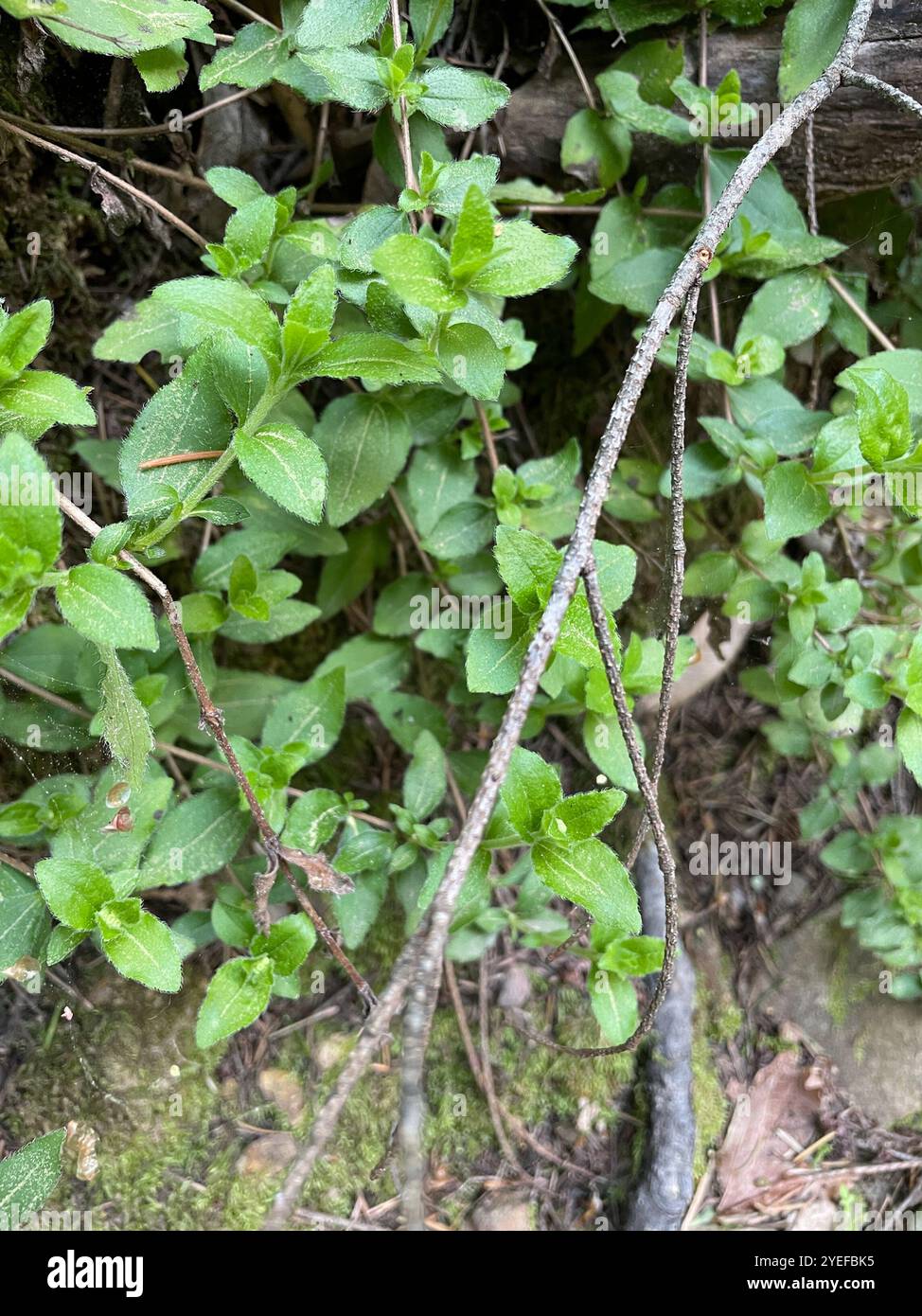 Whipplea modesta hi-res stock photography and images - Alamy